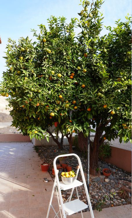 From My Garden to Your Table: The Ultimate Mandarin Guide - Natlicious food